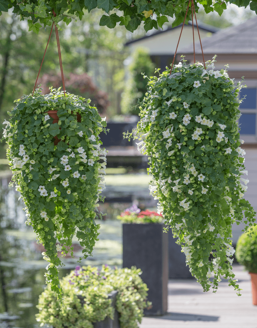 Lofos Compact White | The Lophospermum for creating hanging baskets