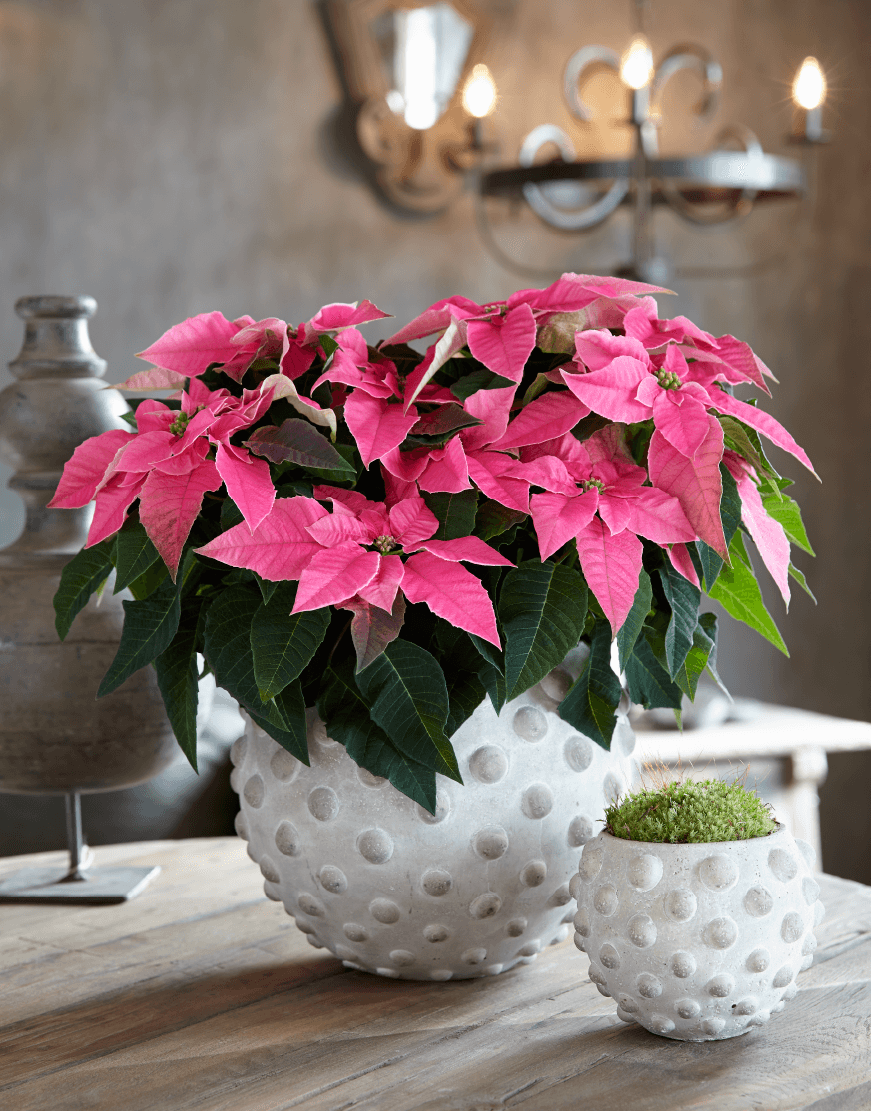 Princettia Hot Pink | Compact, pink & white Euphorbia (Poinsettia) 2.0