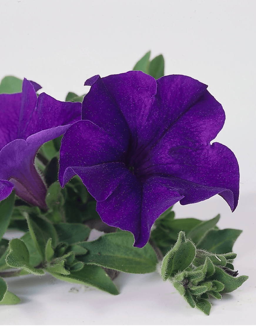 Surfinia Blue | No.1 Original Trailing Petunia
