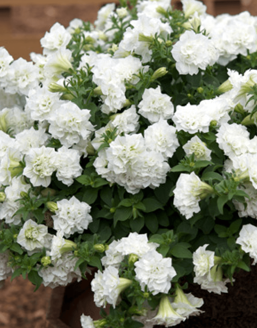 Surfinia Double White | No.1 Original Trailing Petunia