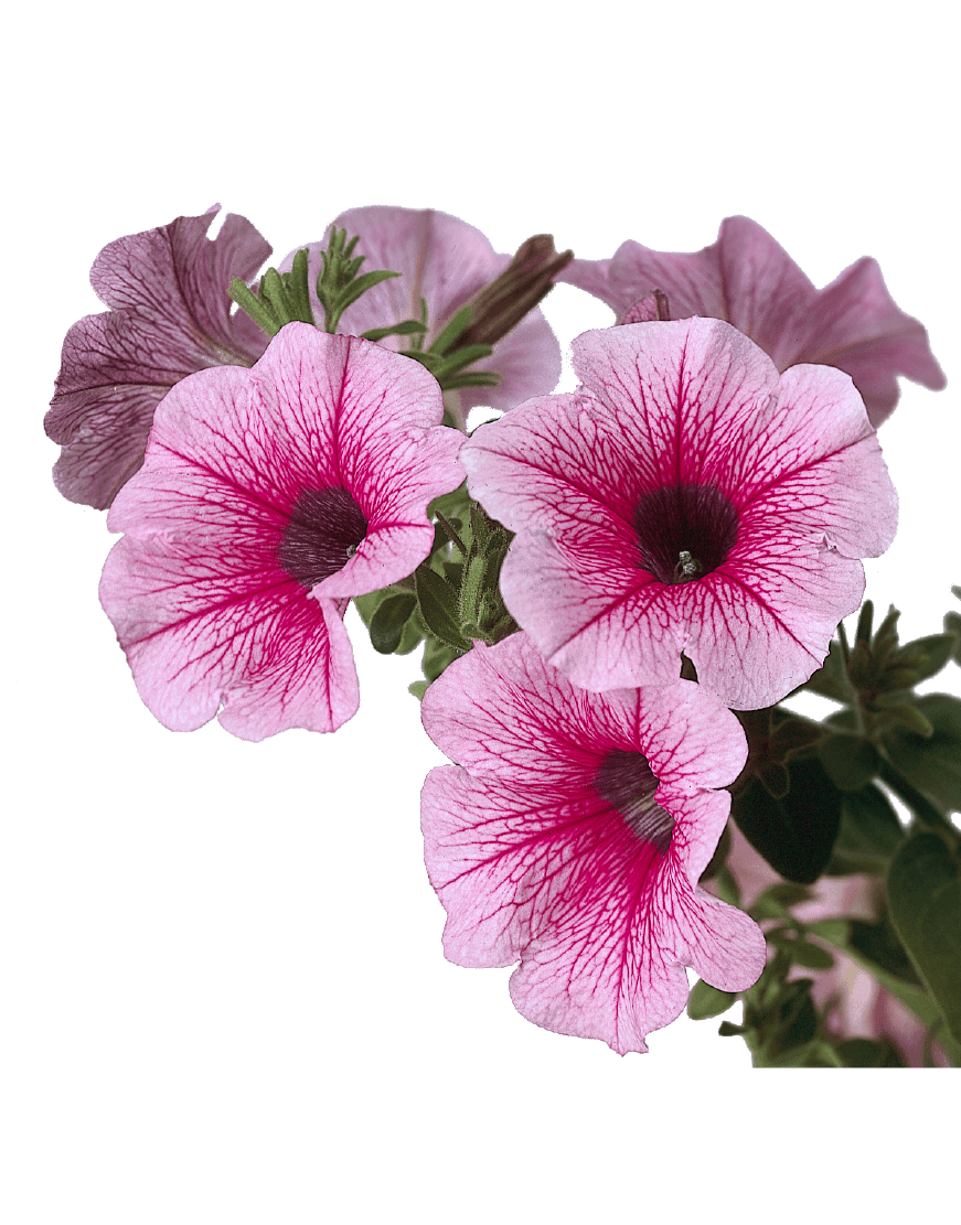 Surfinia Rose Vein | No.1 Original Trailing Petunia