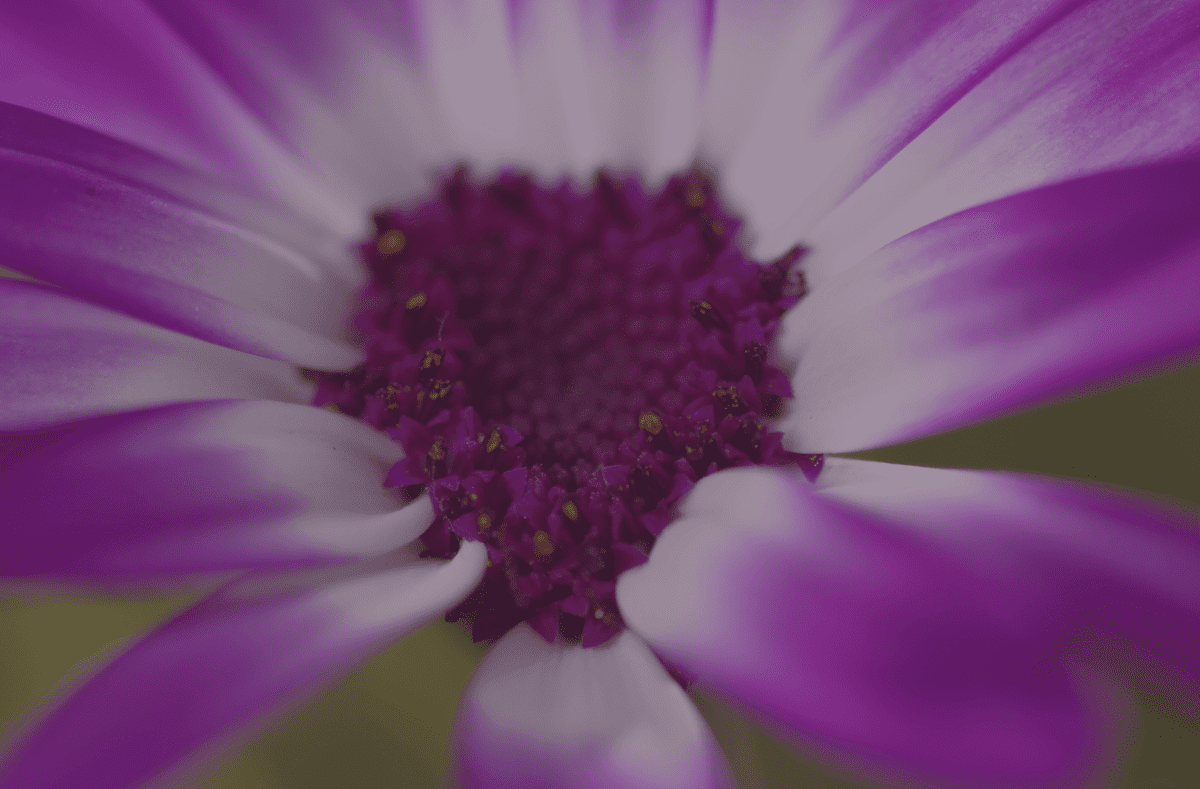 Surfinia Double Blue Star | No.1 Original Trailing Petunia