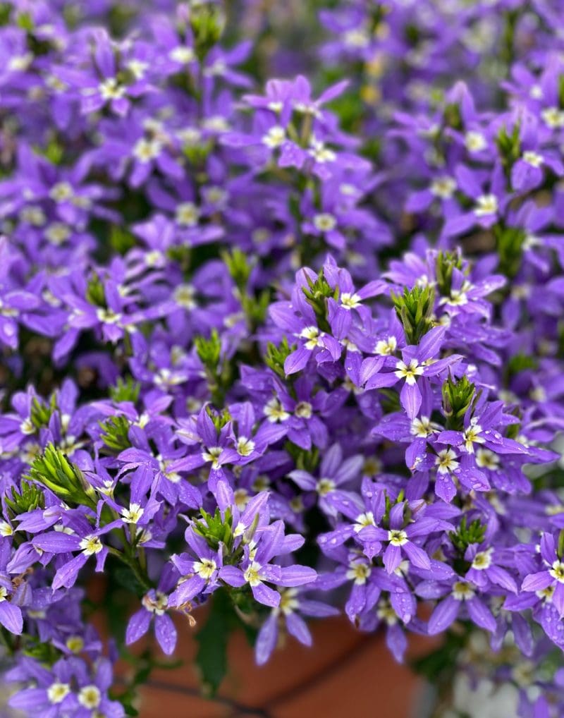 Stardiva® Star Blue – Suntory Flowers Europe