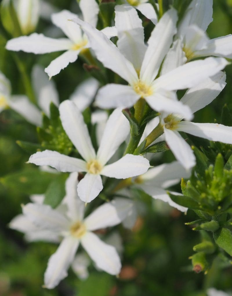 Stardiva® Star White – Suntory Flowers Europe