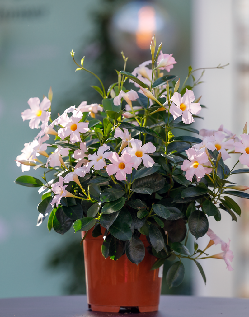 Suntory Flowers Europe