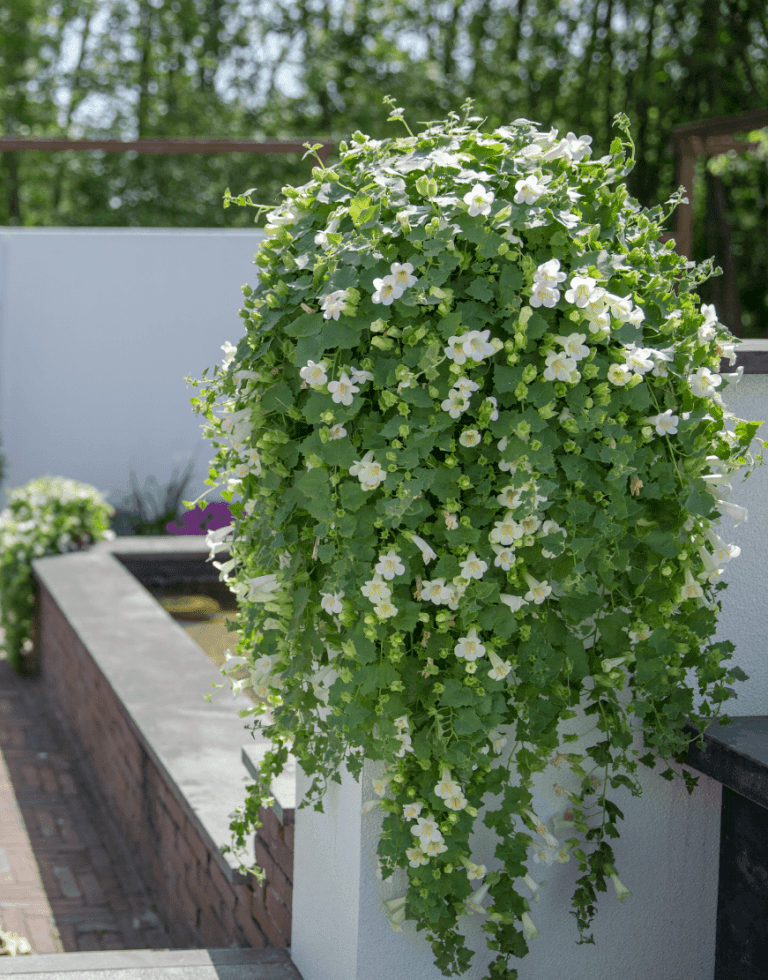 Lofos Compact White | The Lophospermum for creating hanging baskets