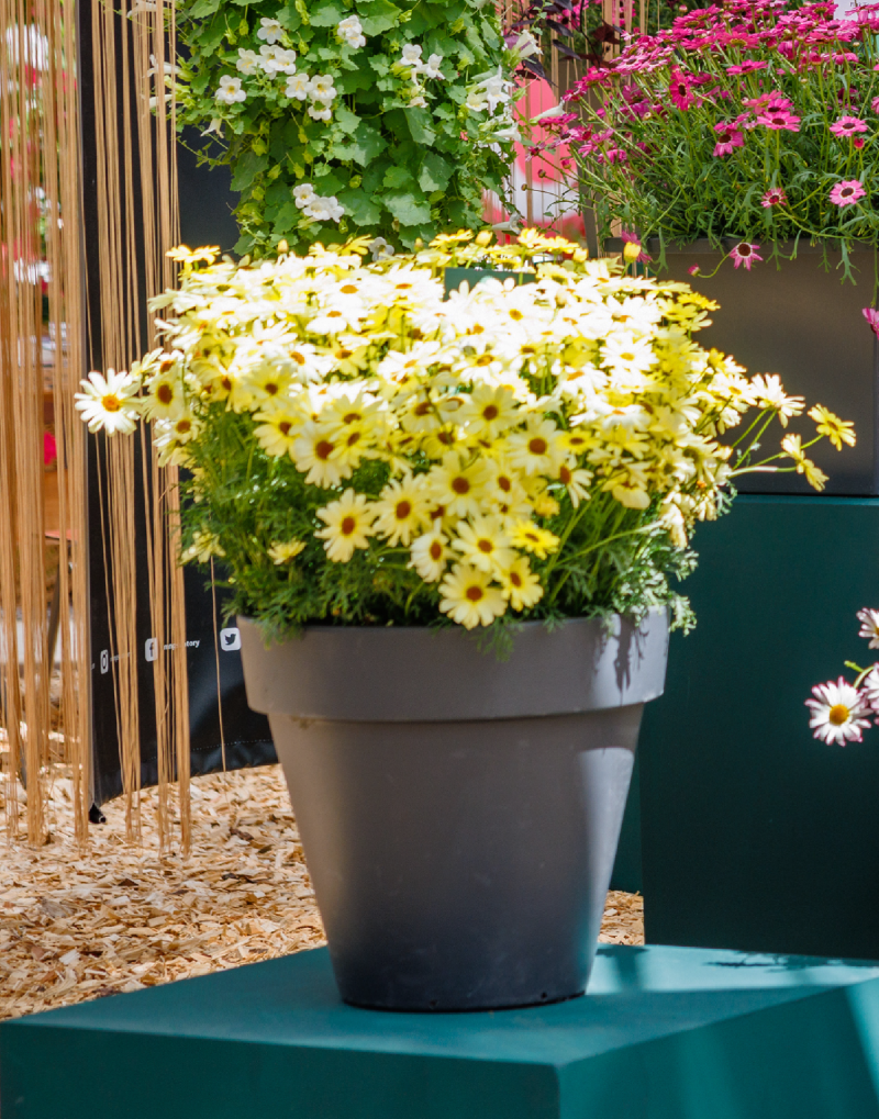 Grandaisy® Yellow Sunshine – Suntory Flowers Europe | Collection