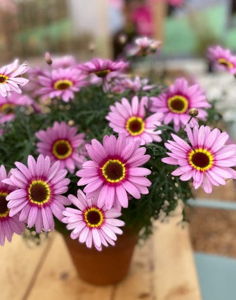 Grandaisy® Big Pink – Suntory Flowers Europe