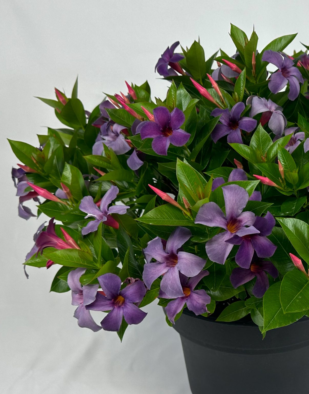 Sundaville® Blue (Bluephoria™) – Suntory Flowers Europe