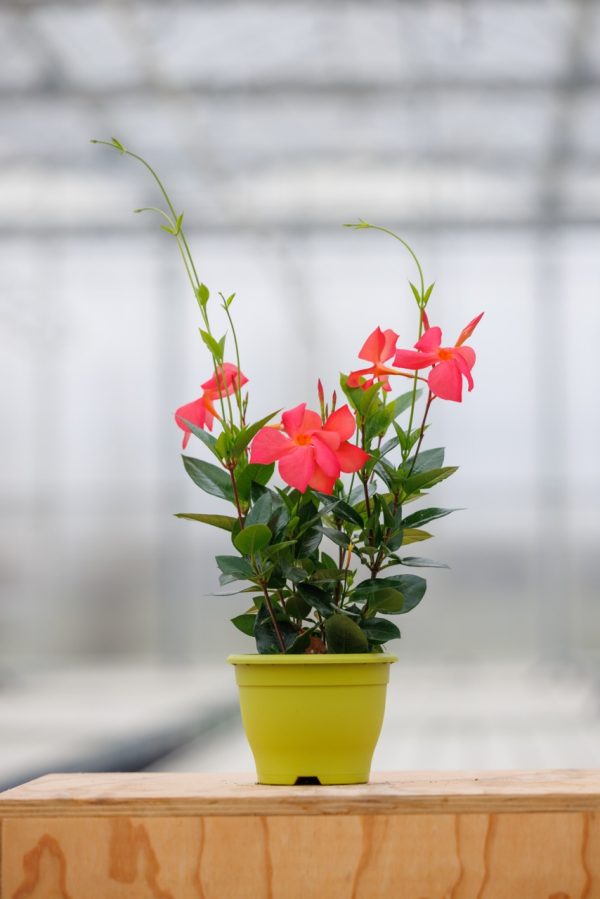 Sundaville® UP orange – Suntory Flowers Europe